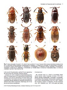 Noticias 2015 - Chinitas de Chile (Coleoptera Coccinellidae)