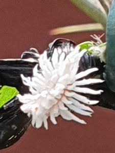 Azya orbigera - Sudamérica