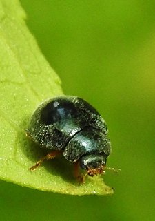 Azya orbigera - Sudamérica