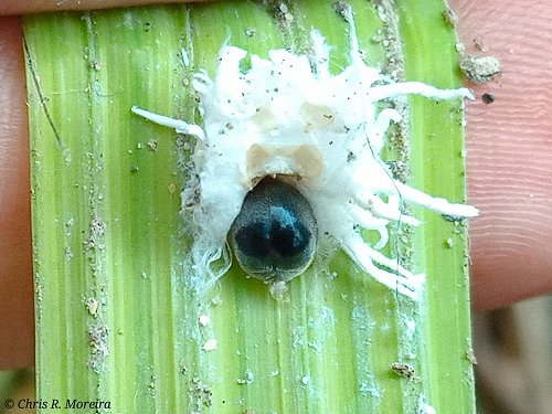 Azya orbigera ecuadorica - Perú