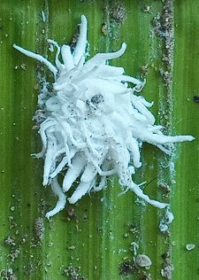 Azya orbigera ecuadorica - Perú