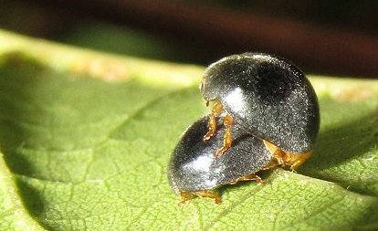 Azya orbigera ecuadorica - Perú