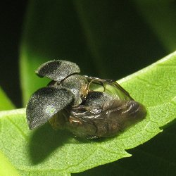 Azya orbigera ecuadorica - Perú