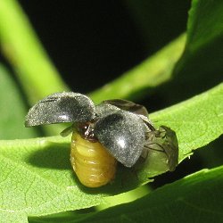 Azya orbigera ecuadorica - Perú