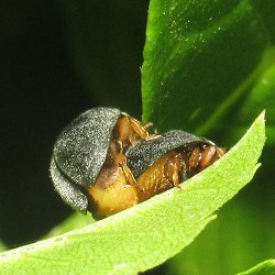 Azya orbigera ecuadorica - Perú