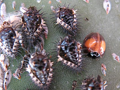 Chilocorus cacti - Venezuela