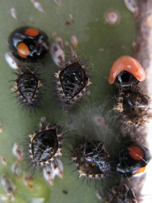 Chilocorus cacti - Venezuela