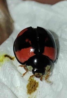 Cheilomenes sexmaculata - Venezuela - Coccinellidae
