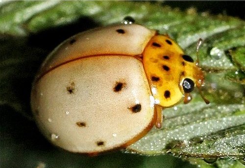 Coccinellidae de Perú - Cycloneda arcula