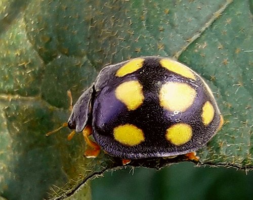 Epilachna mexicana - Venezuela