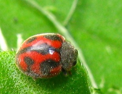 Novius cardinalis - Venezuela